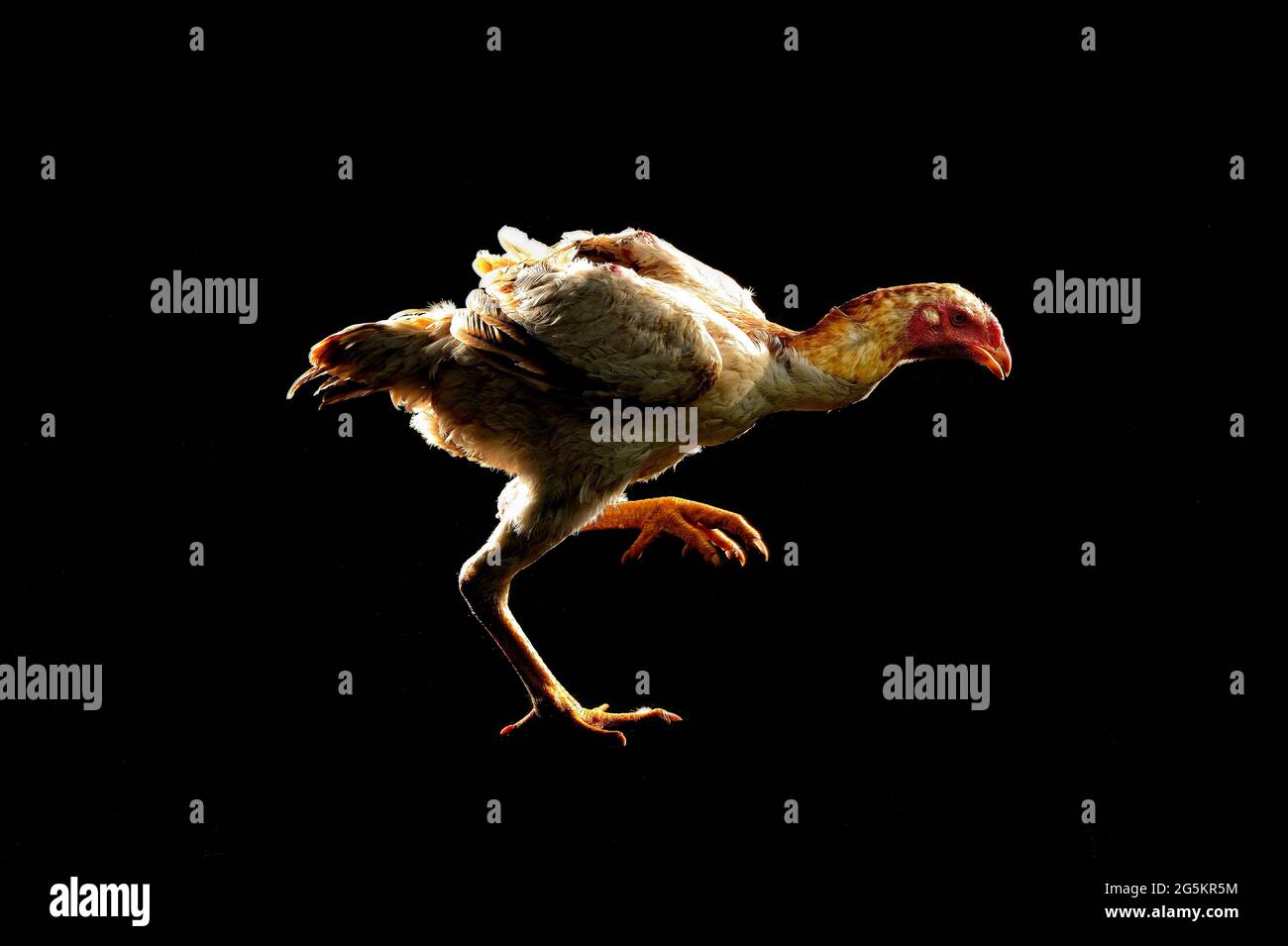 Shamo chicken hi-res stock photography and images - Alamy
