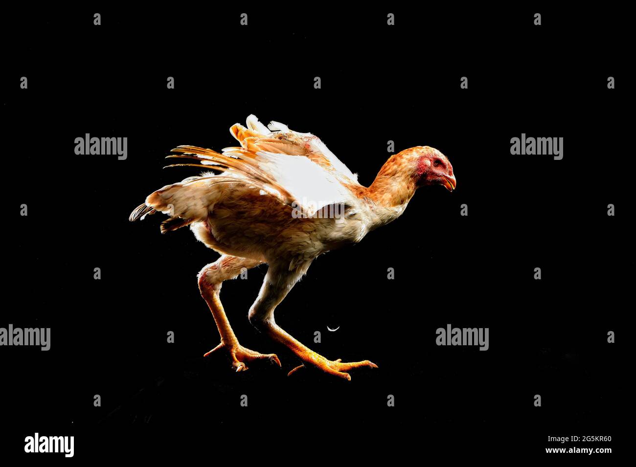 Shamo chicken hi-res stock photography and images - Alamy
