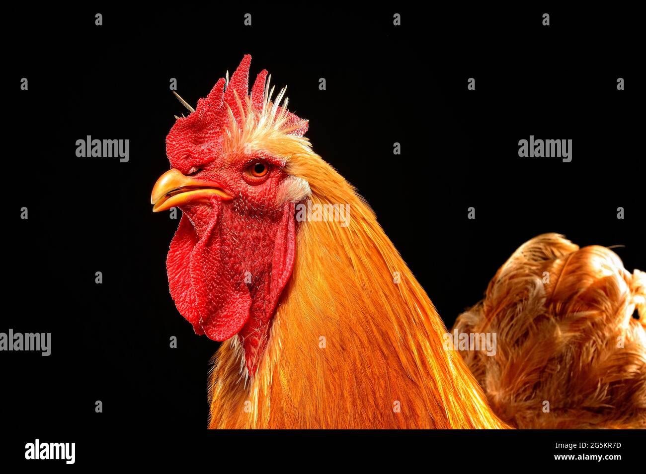Cock, cochin, pedigree chicken, germany Stock Photo - Alamy