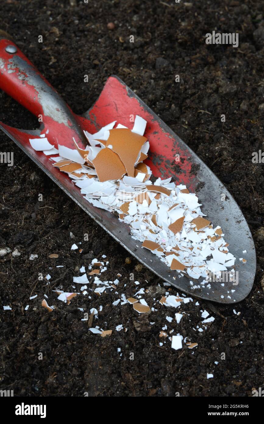 Crushed Eggshells High Resolution Stock Photography and Images - Alamy