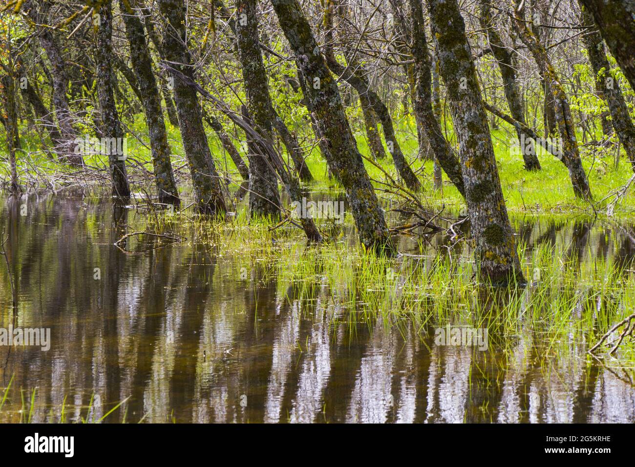 Reflection of trees in the lake Stock Photo - Alamy