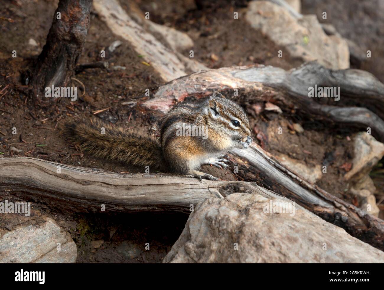 Least chipmunk (Neotamias minimus) sitting on roots and eating, Banff ...