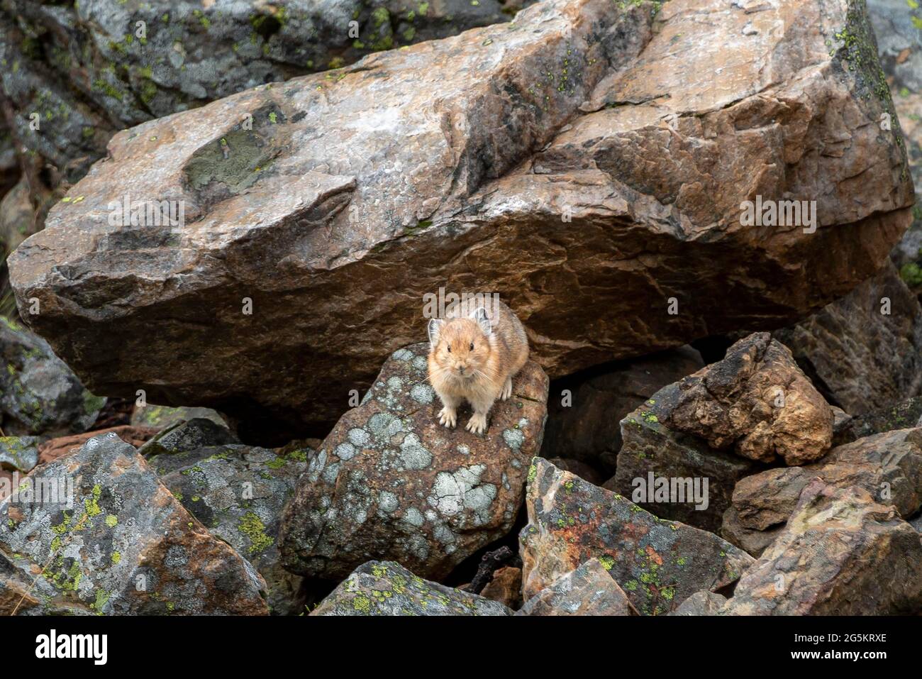 Pika (Ochotona) sitting on rocks, Banff National Park, Alberta, Canada ...
