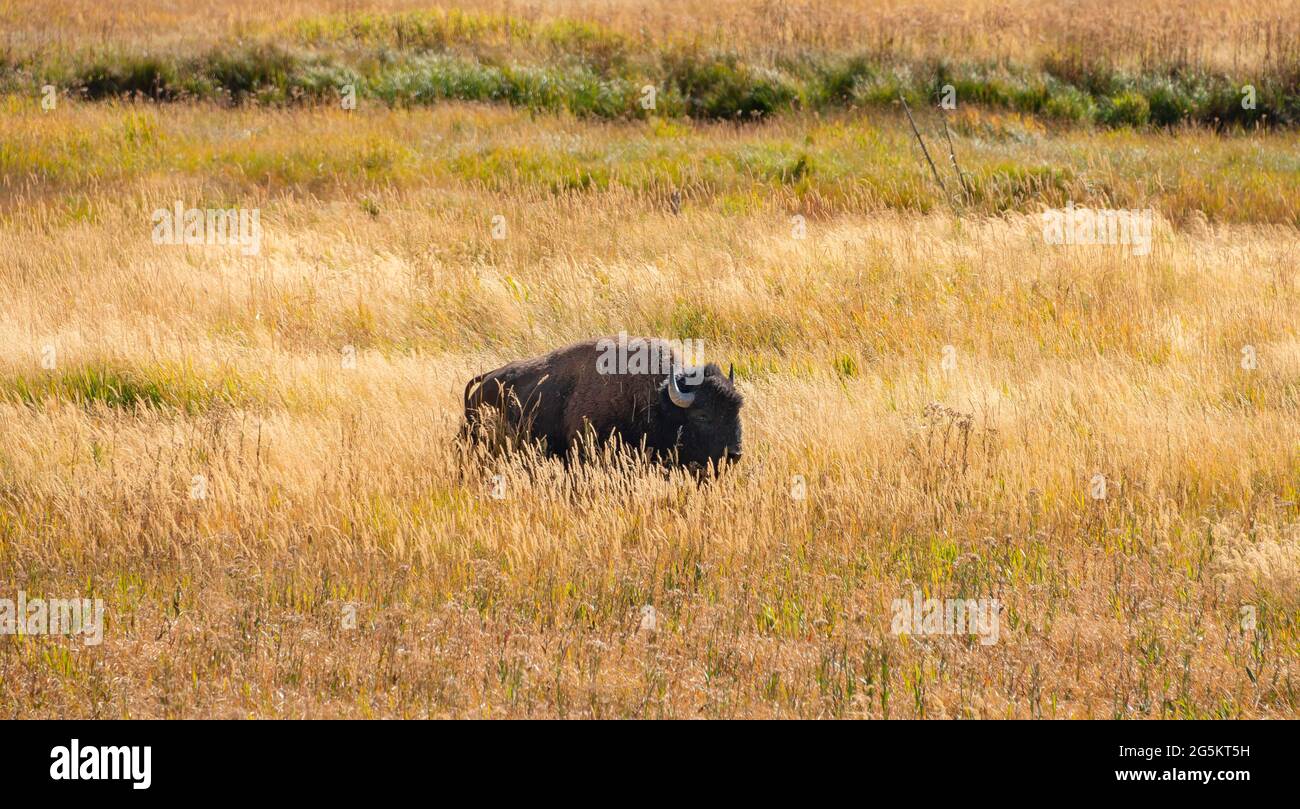 American Bison (Bison bison) in tall grass, Yellowstone National Park ...