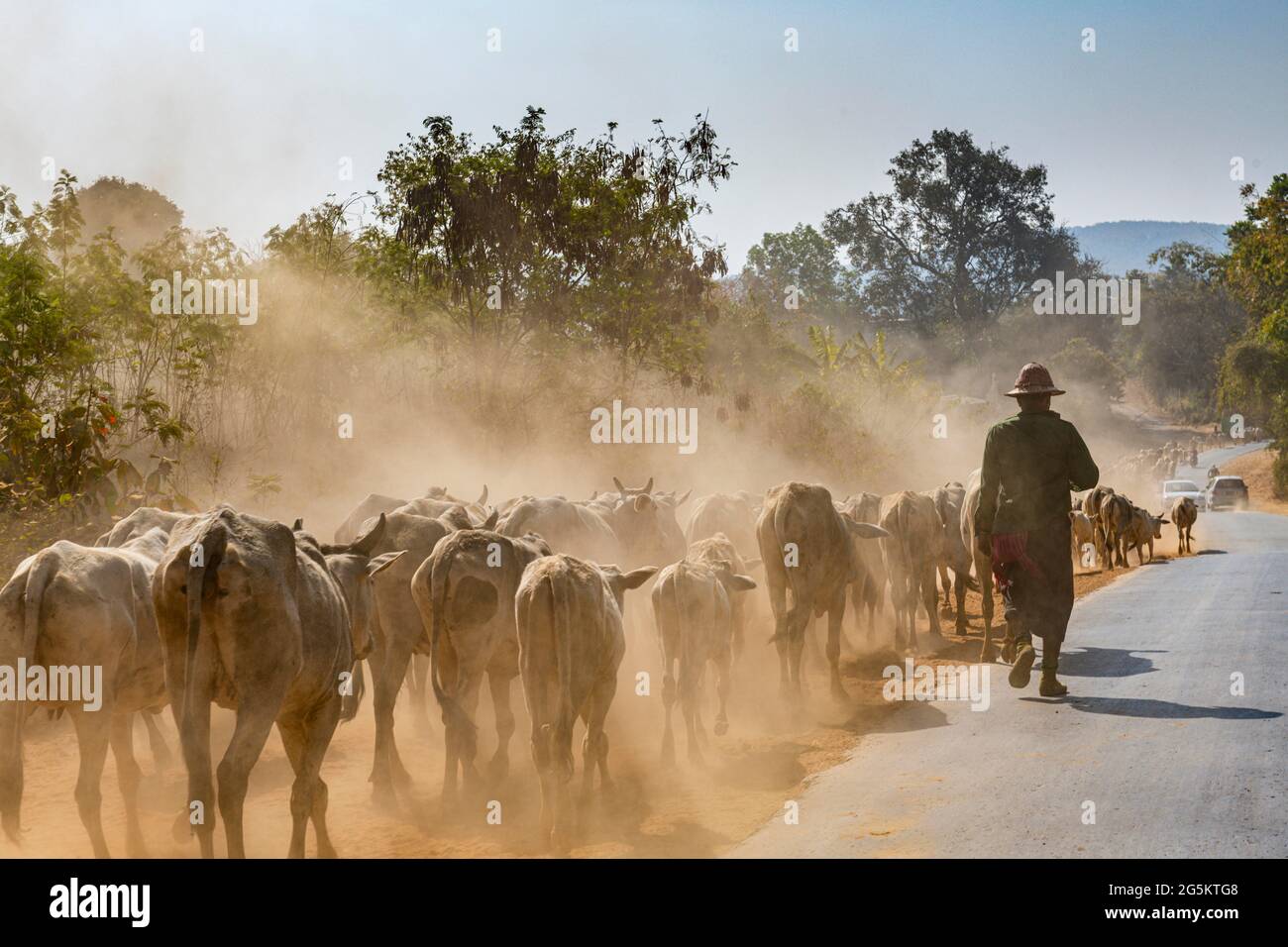 Myanmar cows hi-res stock photography and images - Alamy