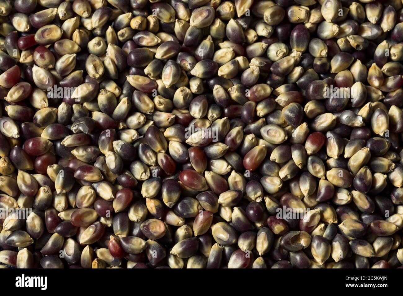 Purple corn cob hi-res stock photography and images - Alamy