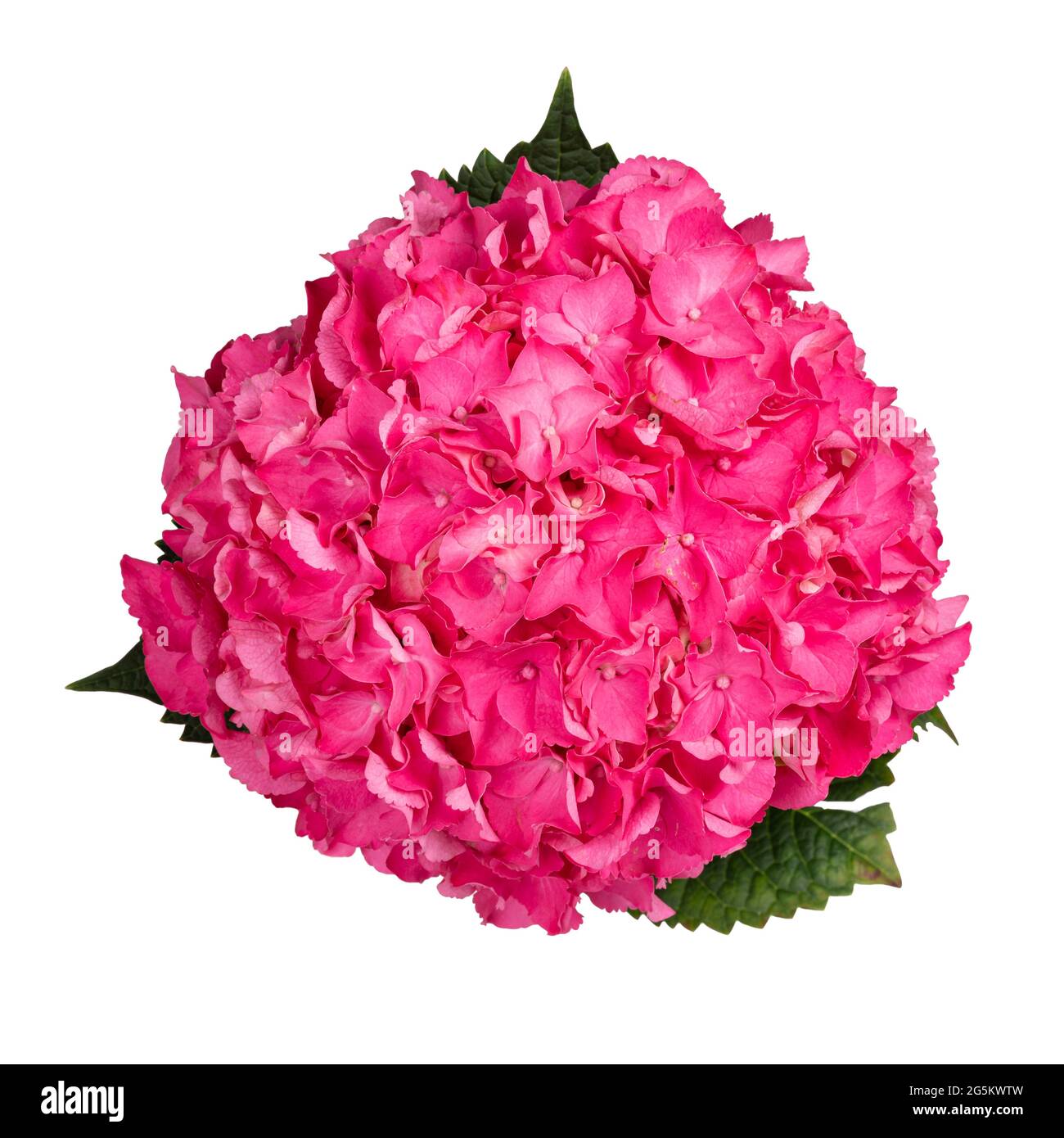 Detailed close up shot wedding hi-res stock photography and images - Alamy