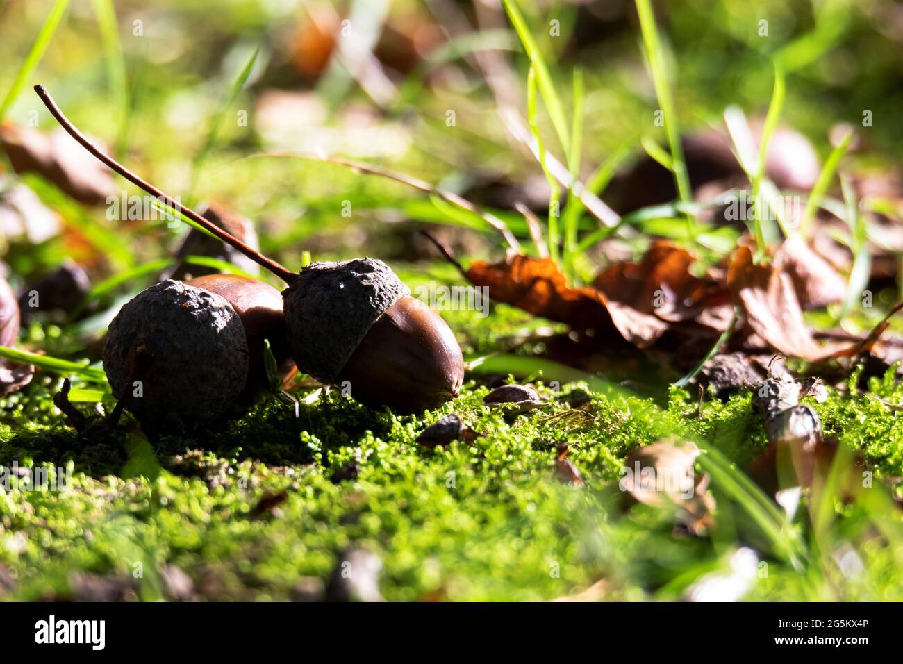 Closeup portrait of a two oaknuts or acorn nuts lying on some moss in a ...