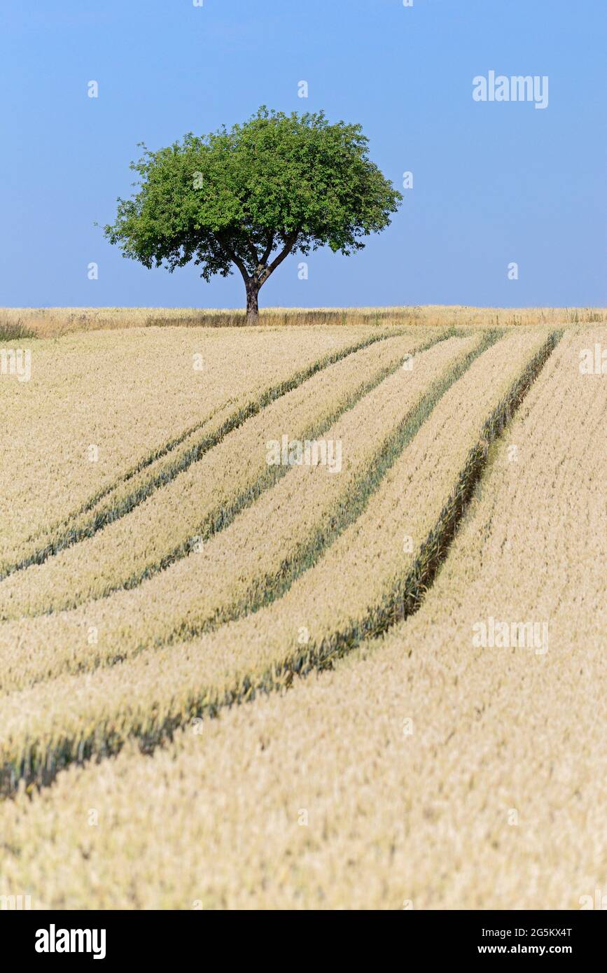 Apple tree (Malus), solitary tree at grain field with tractor tracks ...