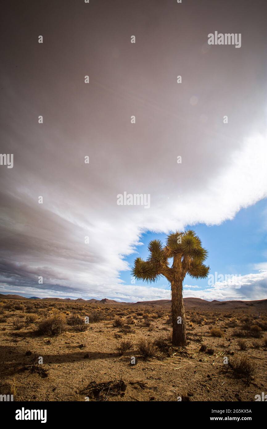 Joshua tree in California desert with storm clouds, Death Valley Stock ...