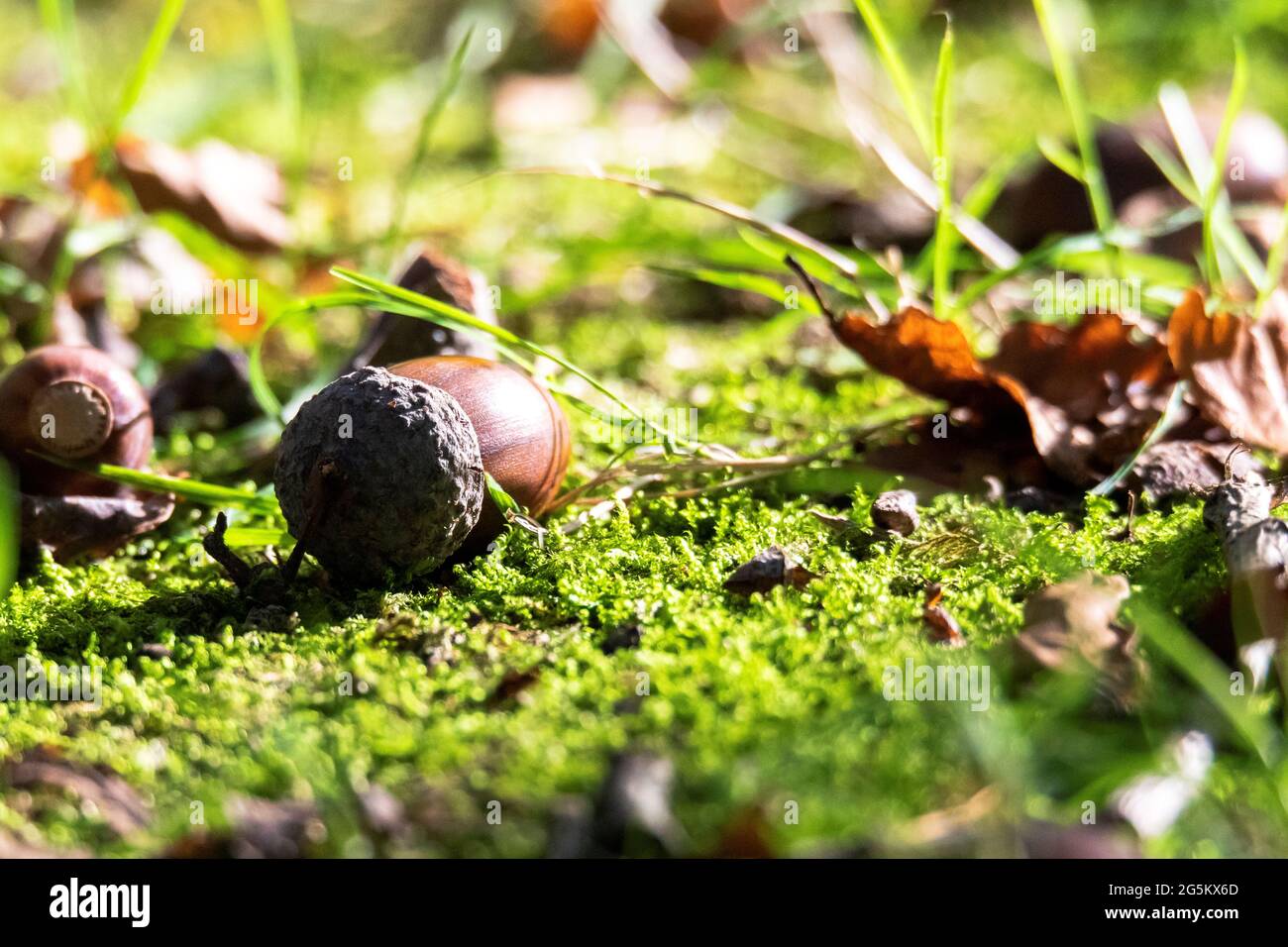 A closeup portrait of a single oaknut or acorn lying on some moss in a ...