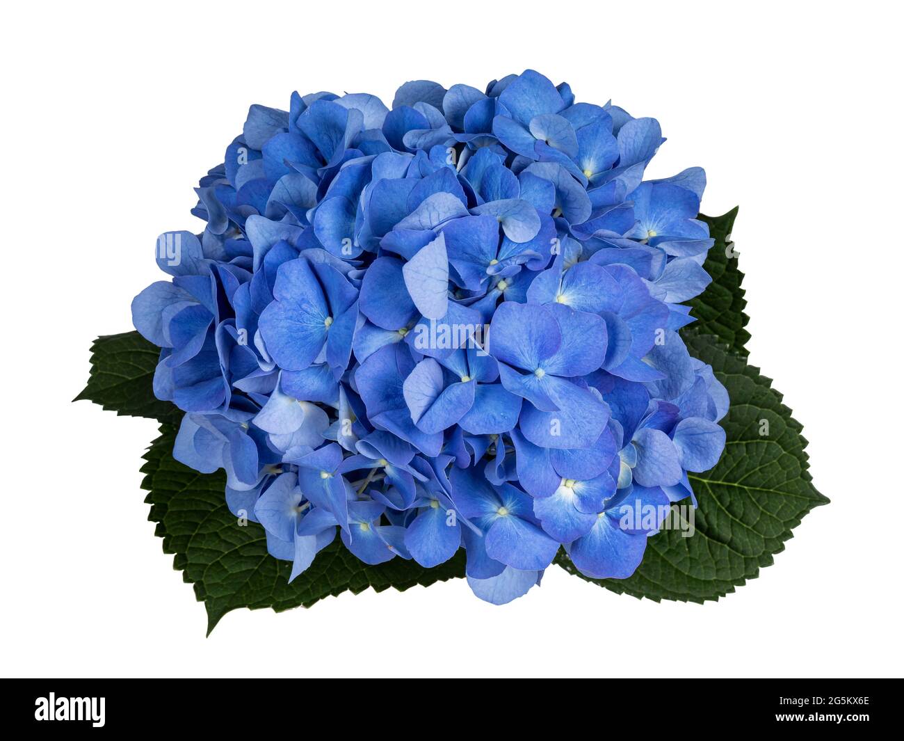 Hortensi hi-res stock photography and images - Alamy