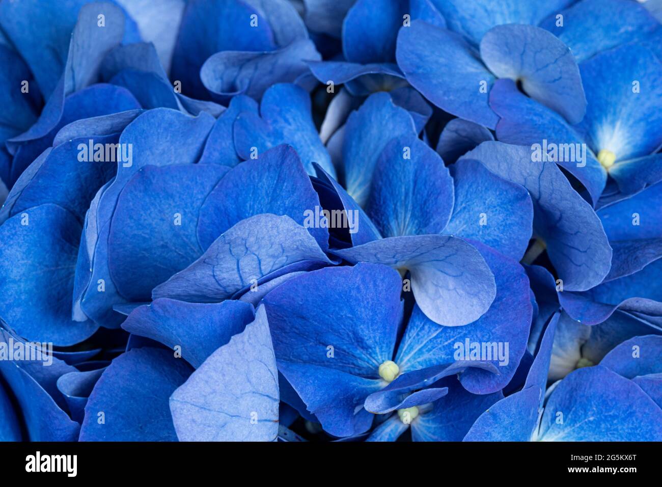 Blue Hydrange High Resolution Stock Photography and Images - Alamy