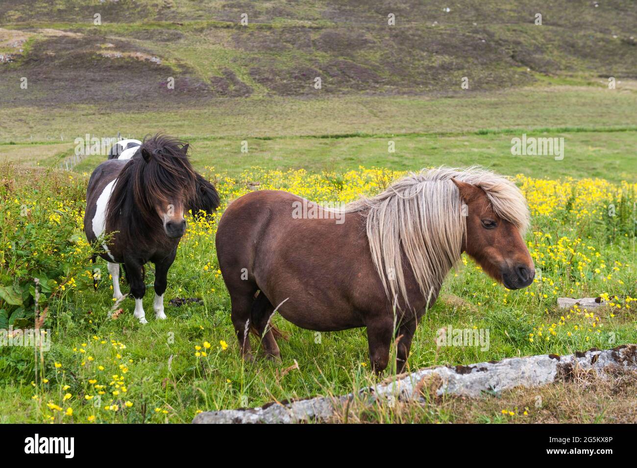 Shetland ponies in wild meadow landscape, near Scalloway, Mainland ...