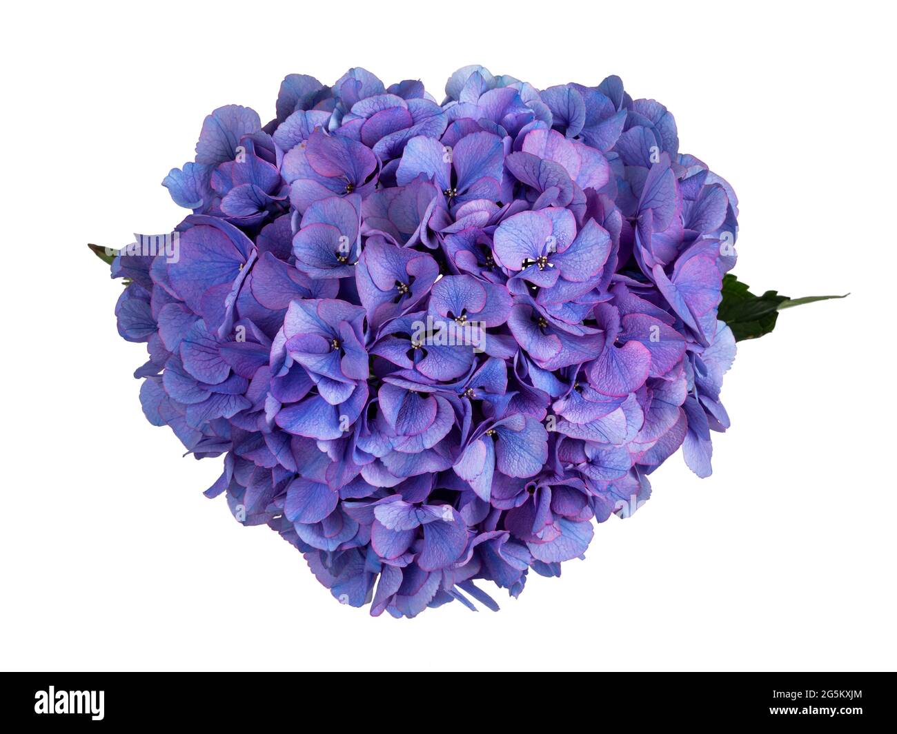 Purple pinkish hydrangea hi-res stock photography and images - Alamy