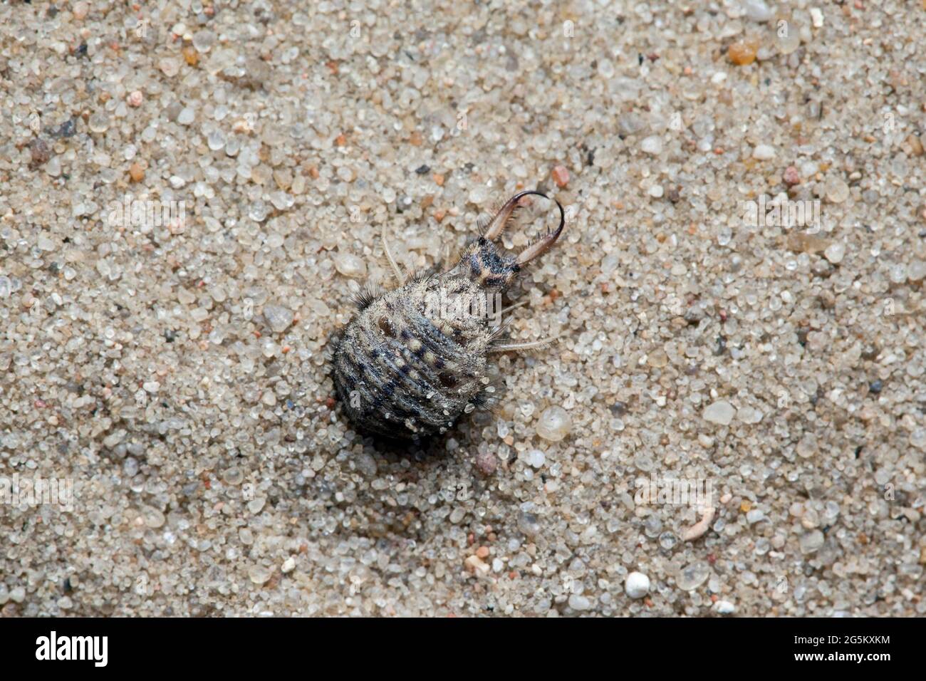 Ant lion in sand, larva, Schleswig-Holstein, Germany Stock Photo - Alamy