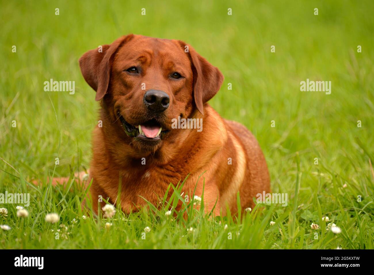 Adult labrador retriever hi-res stock photography and images - Alamy