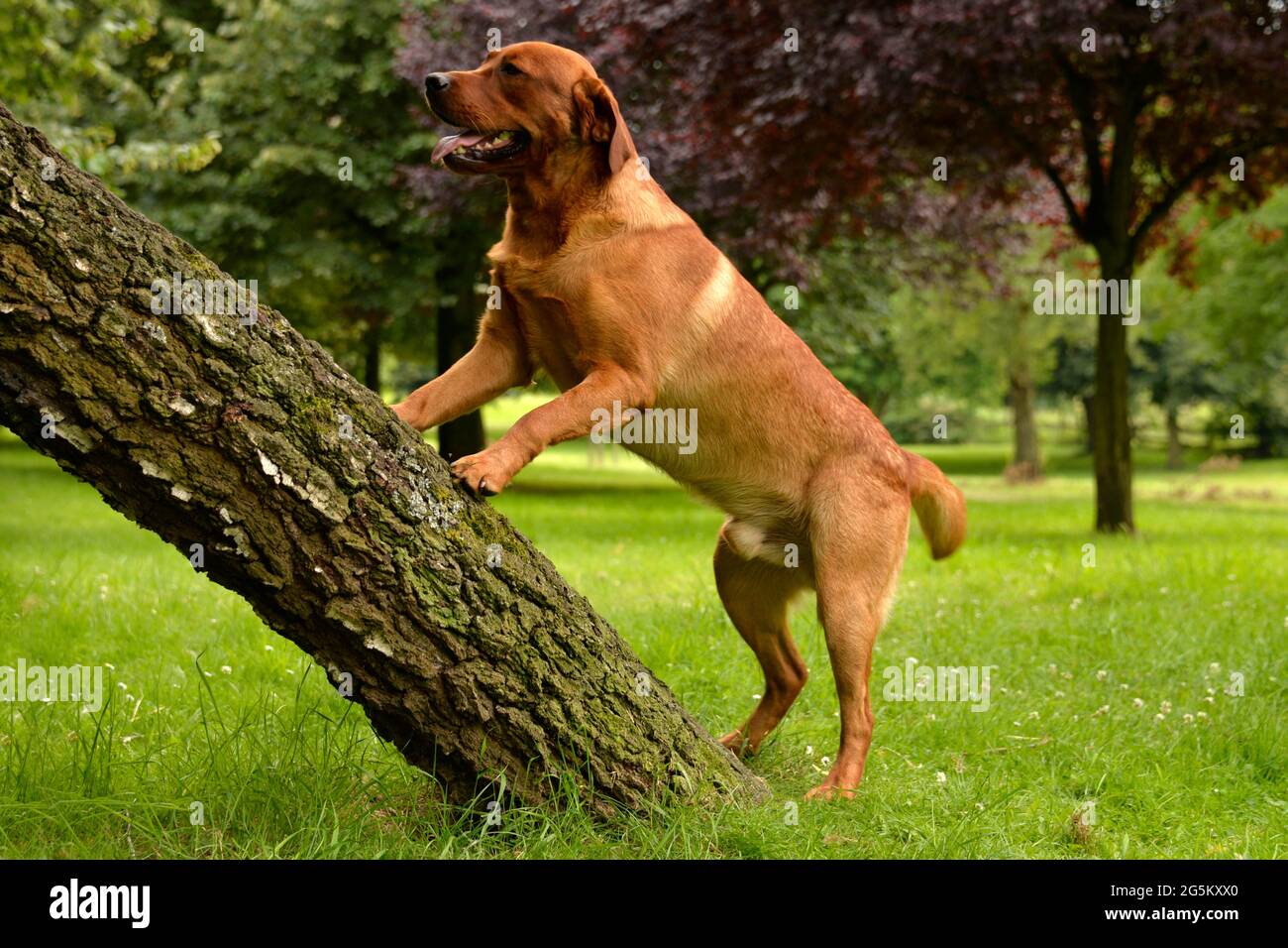 Adult labrador retriever hi-res stock photography and images - Alamy