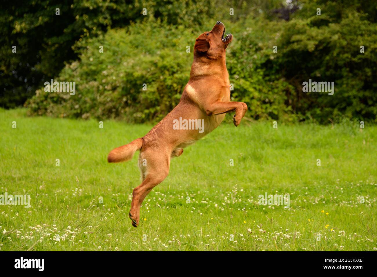Labrador Retriever, yellow, male, adult, fox red Stock Photo - Alamy