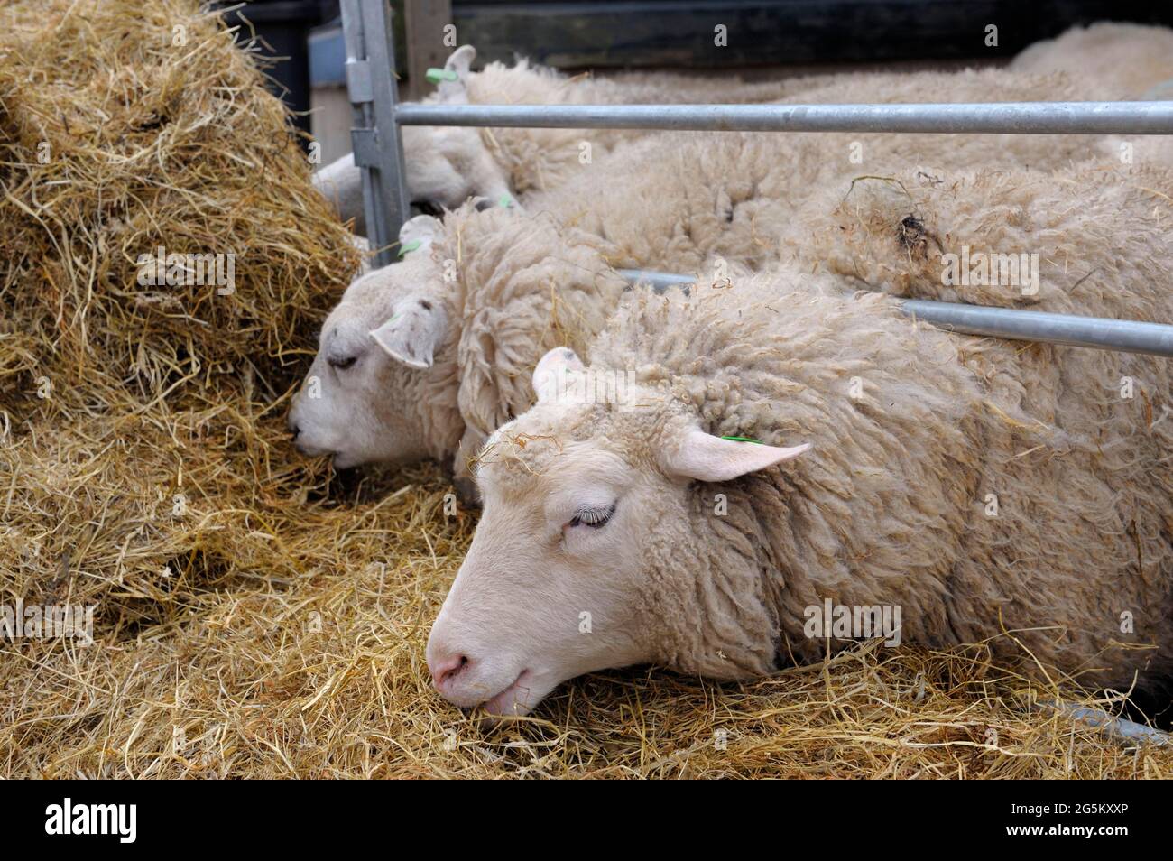 Texel sheep, in stable on sheep farm, March, Texel island, North ...