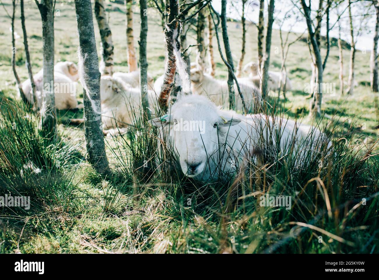 Welsh mountain sheep laying in the sunshine in Snowdonia National Park ...
