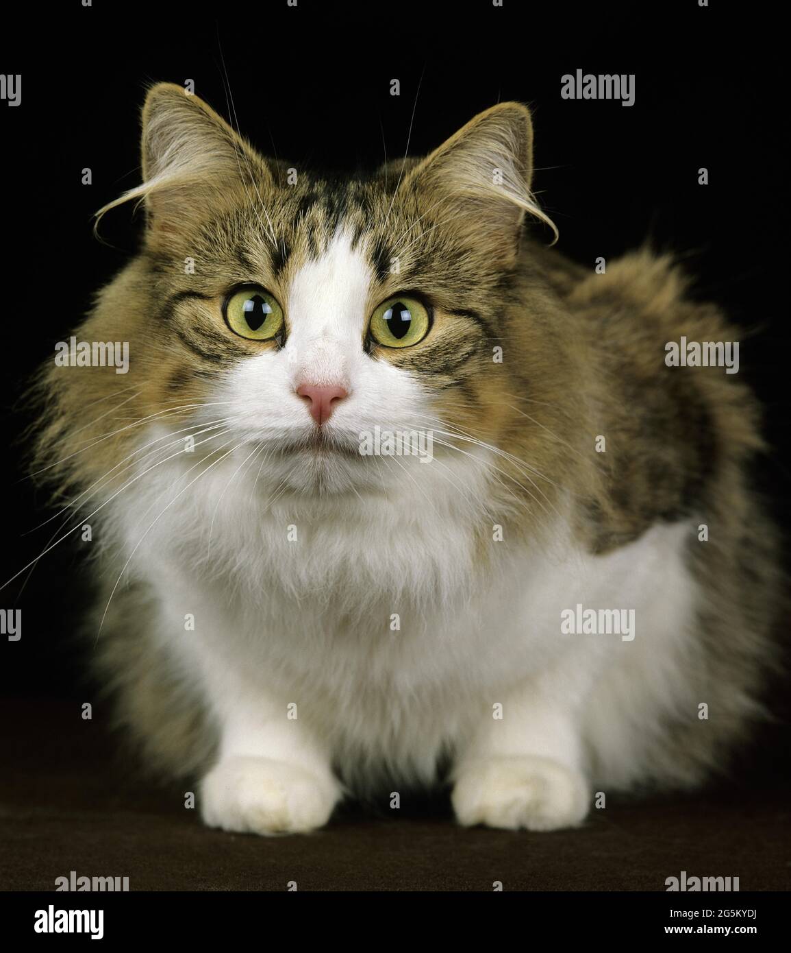 Norwegian skogkatt face hi-res stock photography and images - Alamy