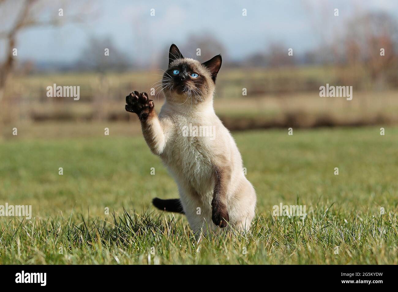SEAL POINT SIAMESE HOUSE CAT, MATURE, PLAYING ON GRASS, ON THE BACK ...