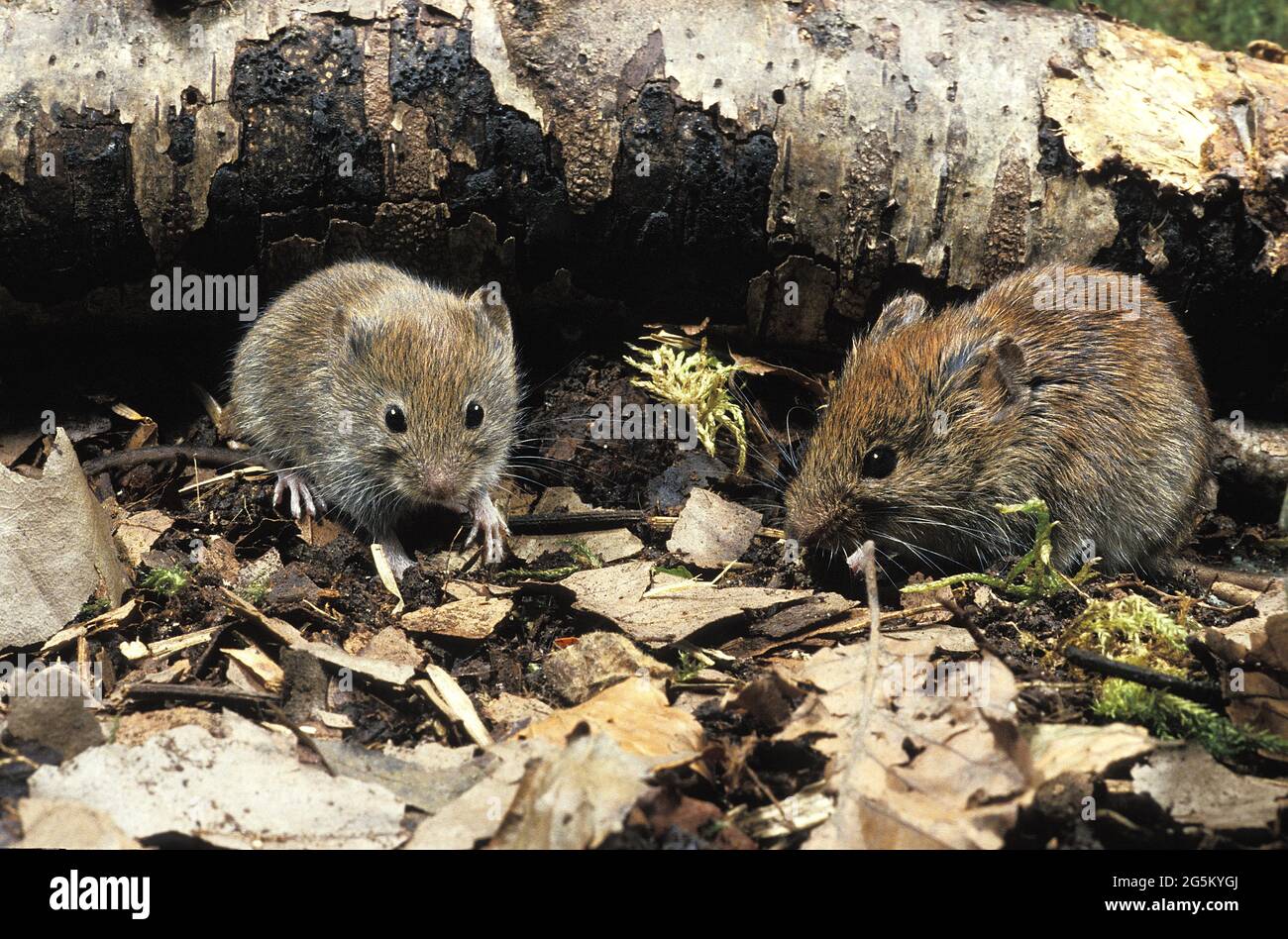 Myodes glareolus, woodland vole, woodland voles, bank vole ...