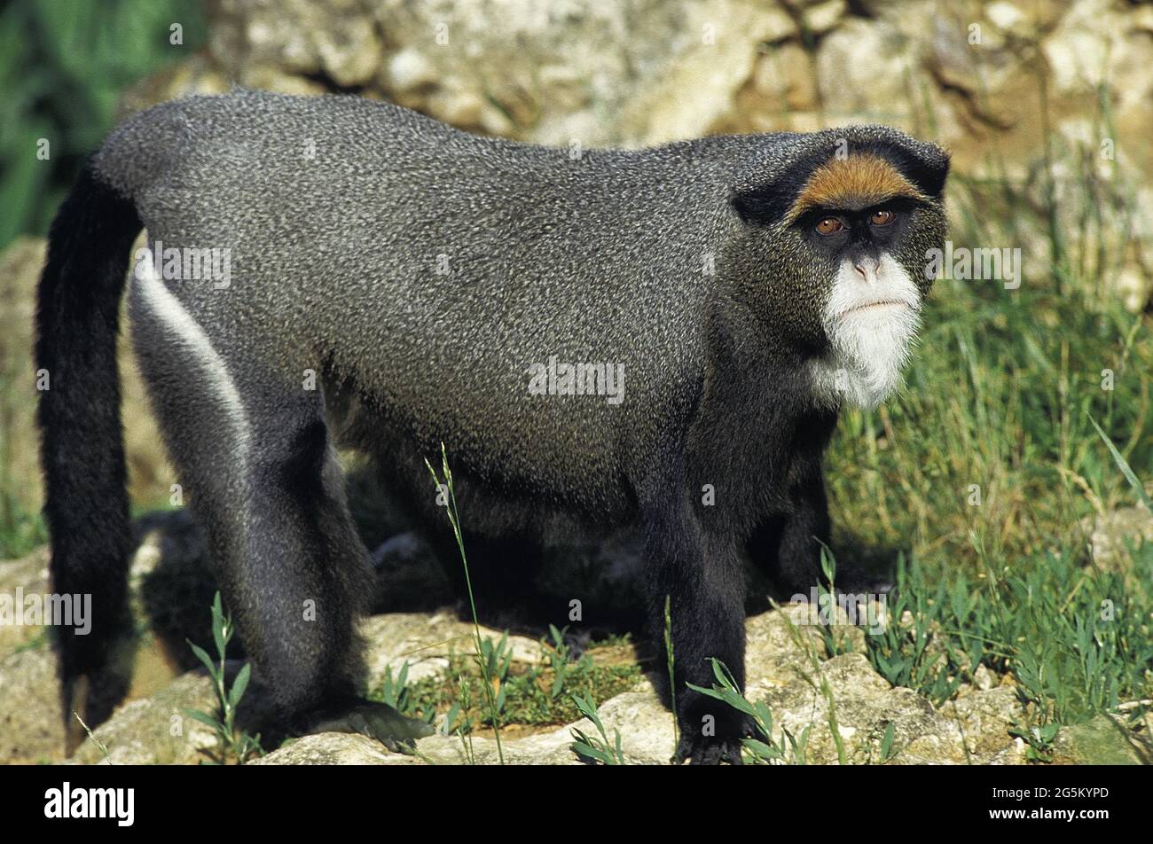 De Brazza's Monkey (cercopithecus neglectus Stock Photo - Alamy