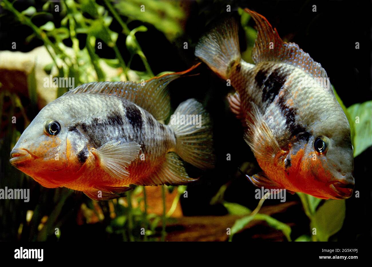 Masked cichlids hi-res stock photography and images - Alamy