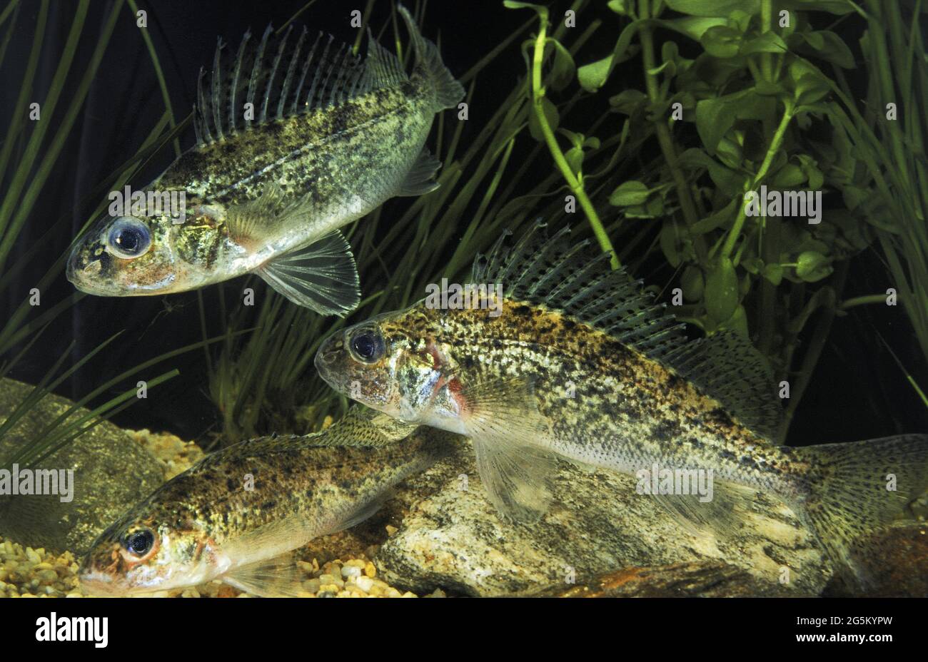 Eurasian ruffe hi-res stock photography and images - Alamy