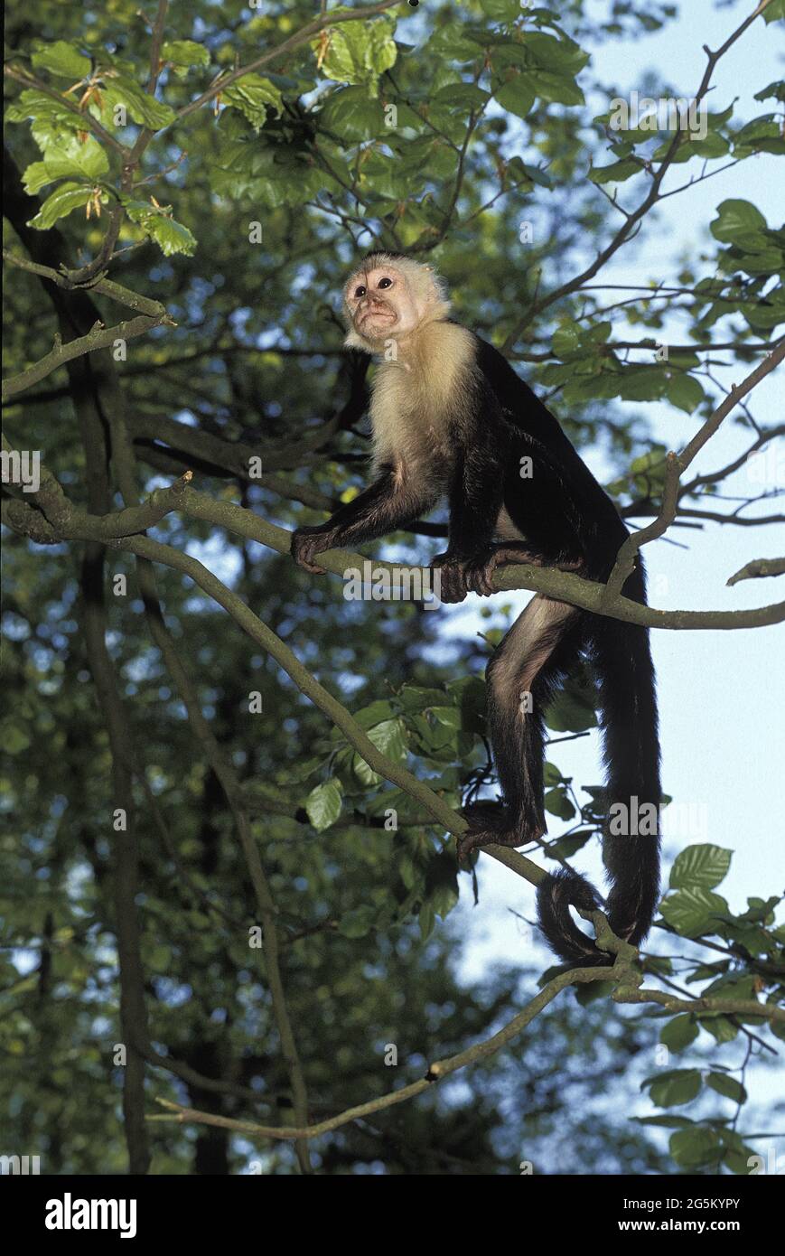 White Headed Capuchin (cebus capucinus), Adult standing on Branch Stock ...