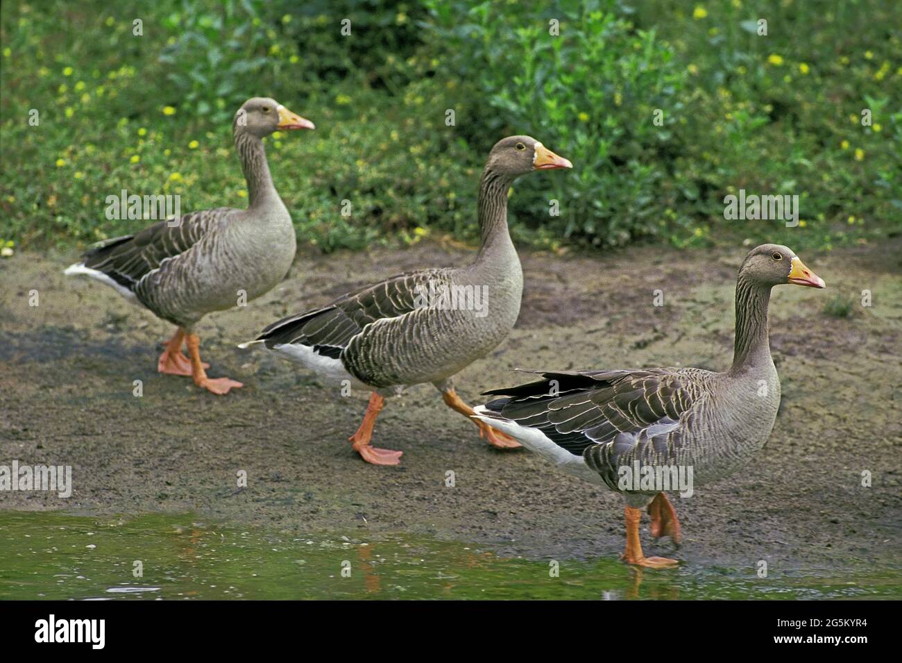 Goose side view hi-res stock photography and images - Alamy