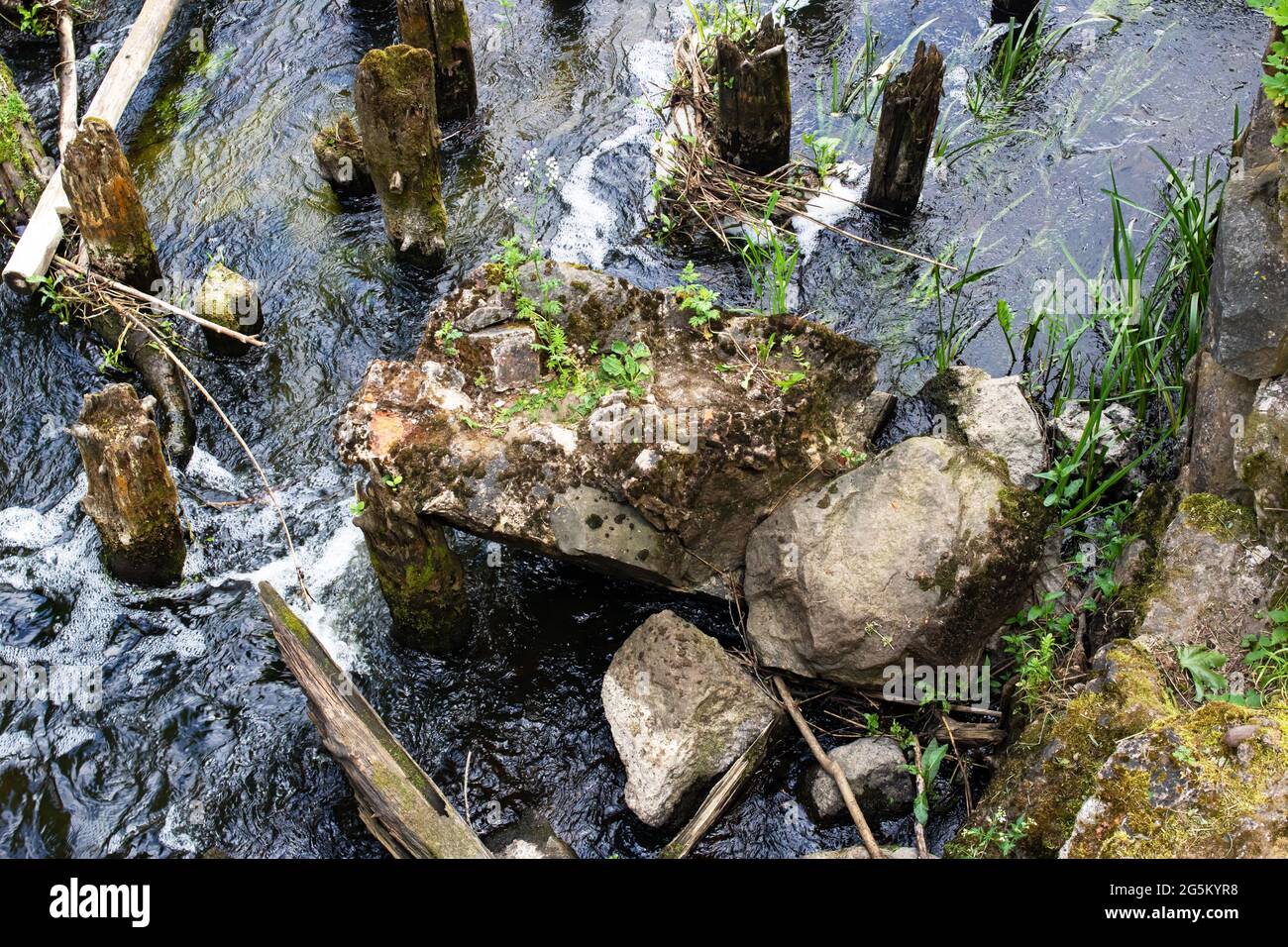 Old rotten stumps in the green water of the swamp Stock Photo - Alamy