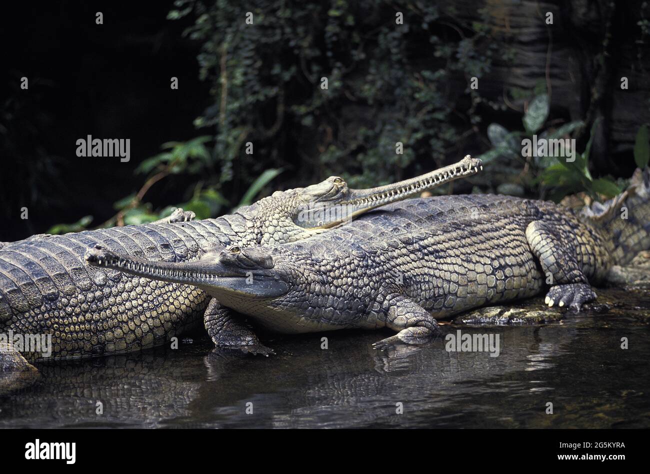 Gavial crocodile india hi-res stock photography and images - Alamy