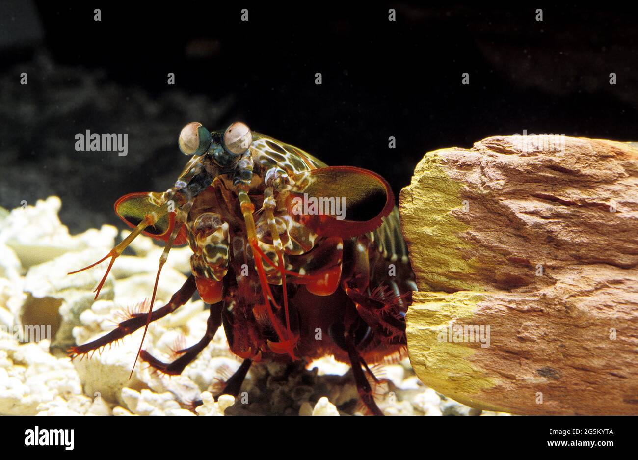 Butterfly Shrimp Alive