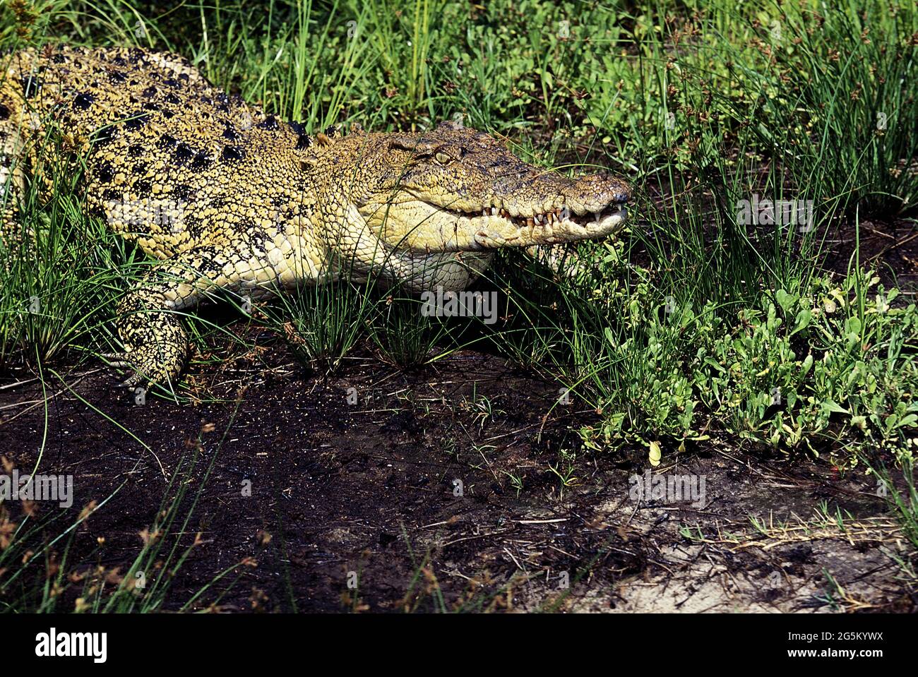 Australian Saltwater Crocodile (crocodylus porosus) or Estuarine Crocodile, Australia Stock ...