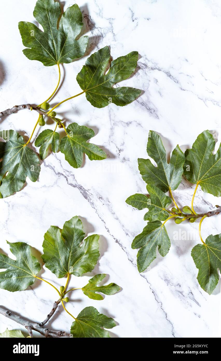 Bright photography of fig leaves on a marble table Stock Photo - Alamy