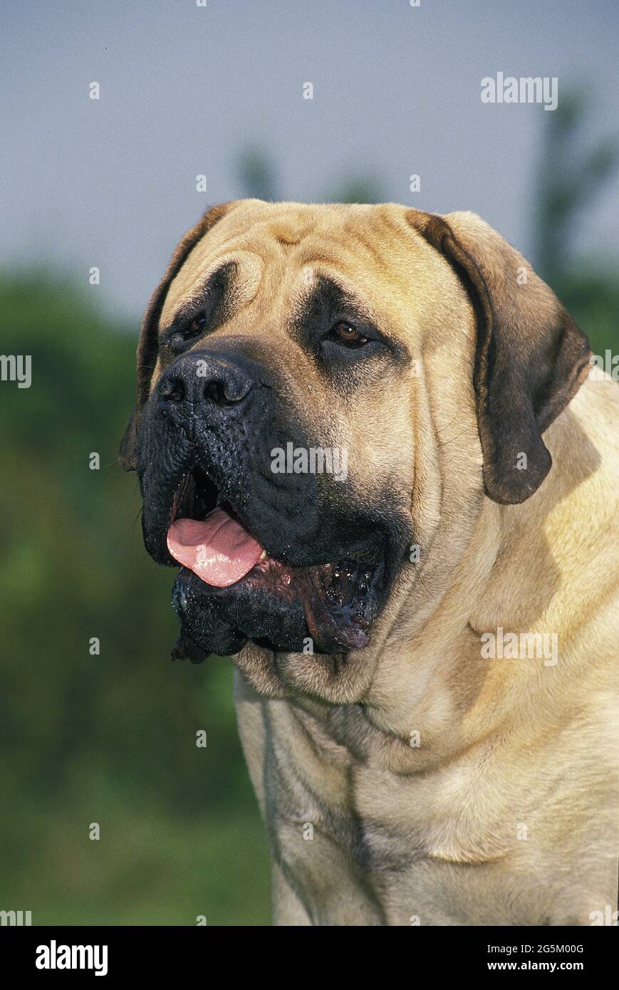 Mastiff dog hi-res stock photography and images - Alamy