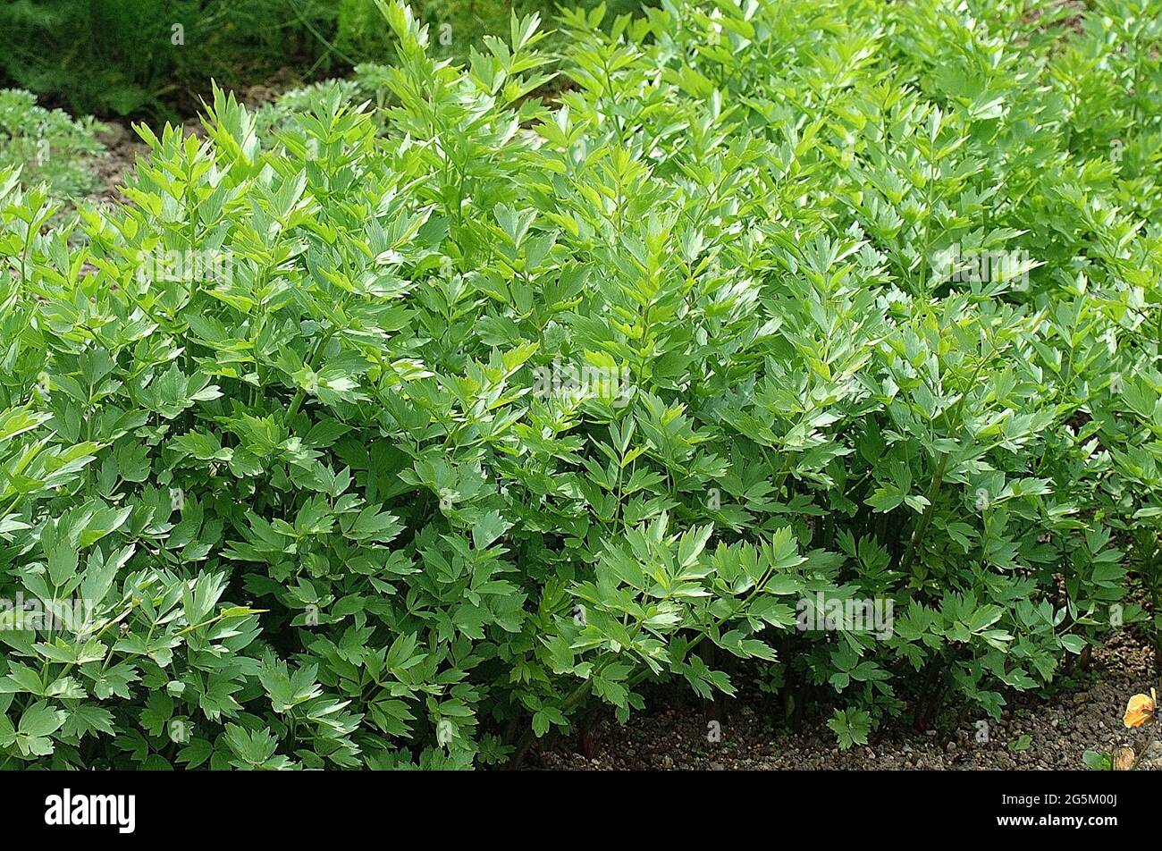 Lovage (levisticum officinale Stock Photo - Alamy