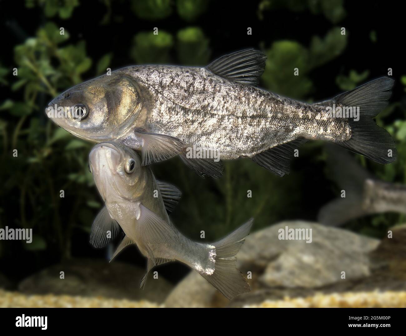 Silver cyprinid hi-res stock photography and images - Alamy