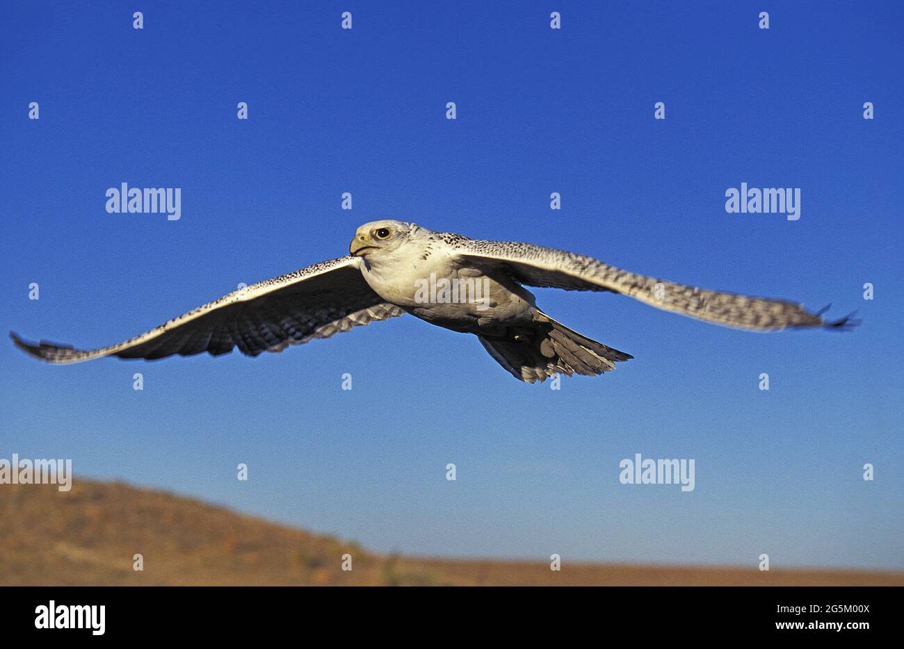 Gyrfalcon (falco rusticolus), Adult in Flight, Canada Stock Photo - Alamy