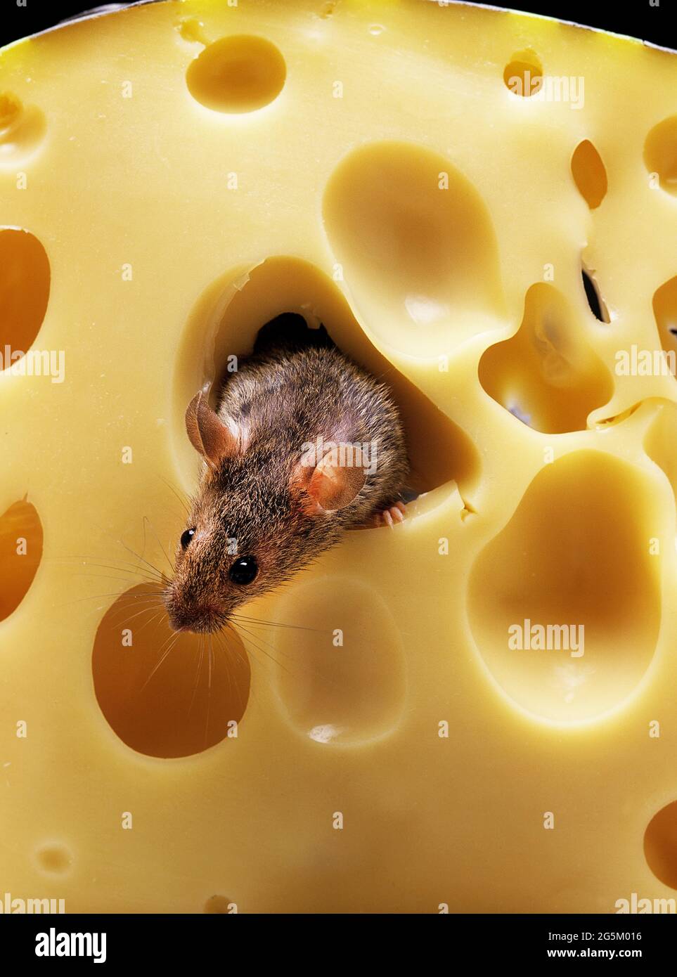 Inside mouse hi-res stock photography and images - Alamy