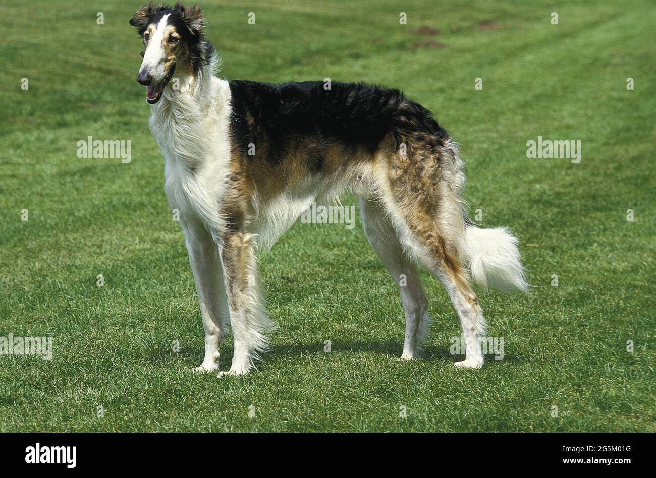Russian Greyhound High Resolution Stock Photography and Images - Alamy