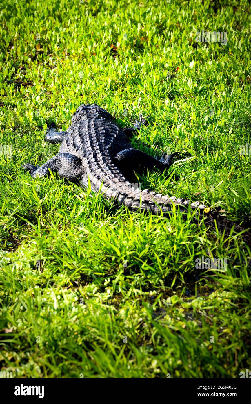 Closeup vertical view of alligator back lying inside marsh swamp in ...