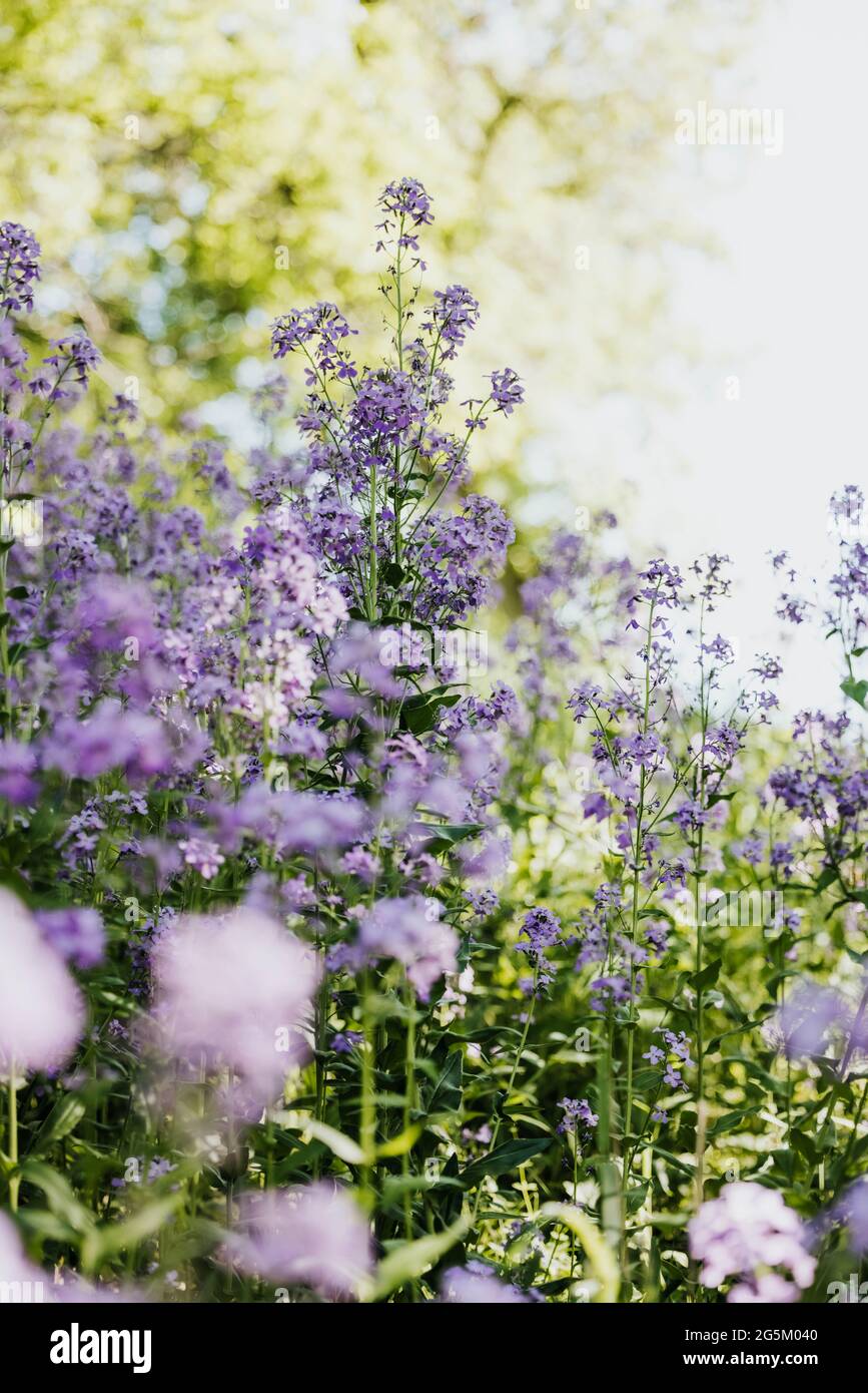 Wildly growing hi-res stock photography and images - Alamy