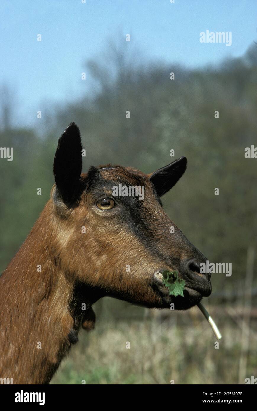 Alpine Chamoisee domestic goat eating grass, a French breed Stock Photo ...