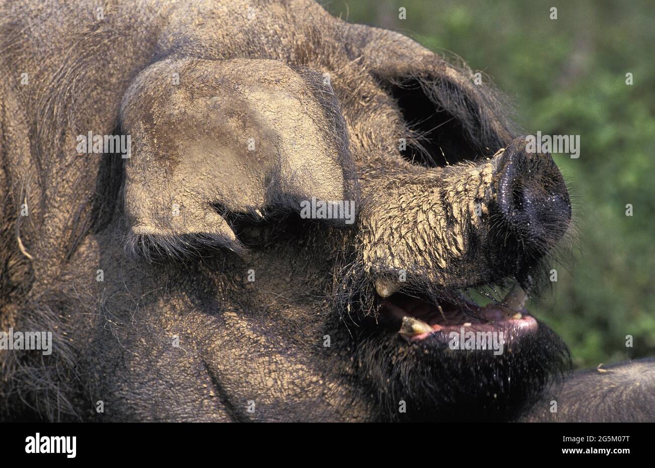 Gascon domestic pig or black Gascon Pic, a French breed Stock Photo - Alamy
