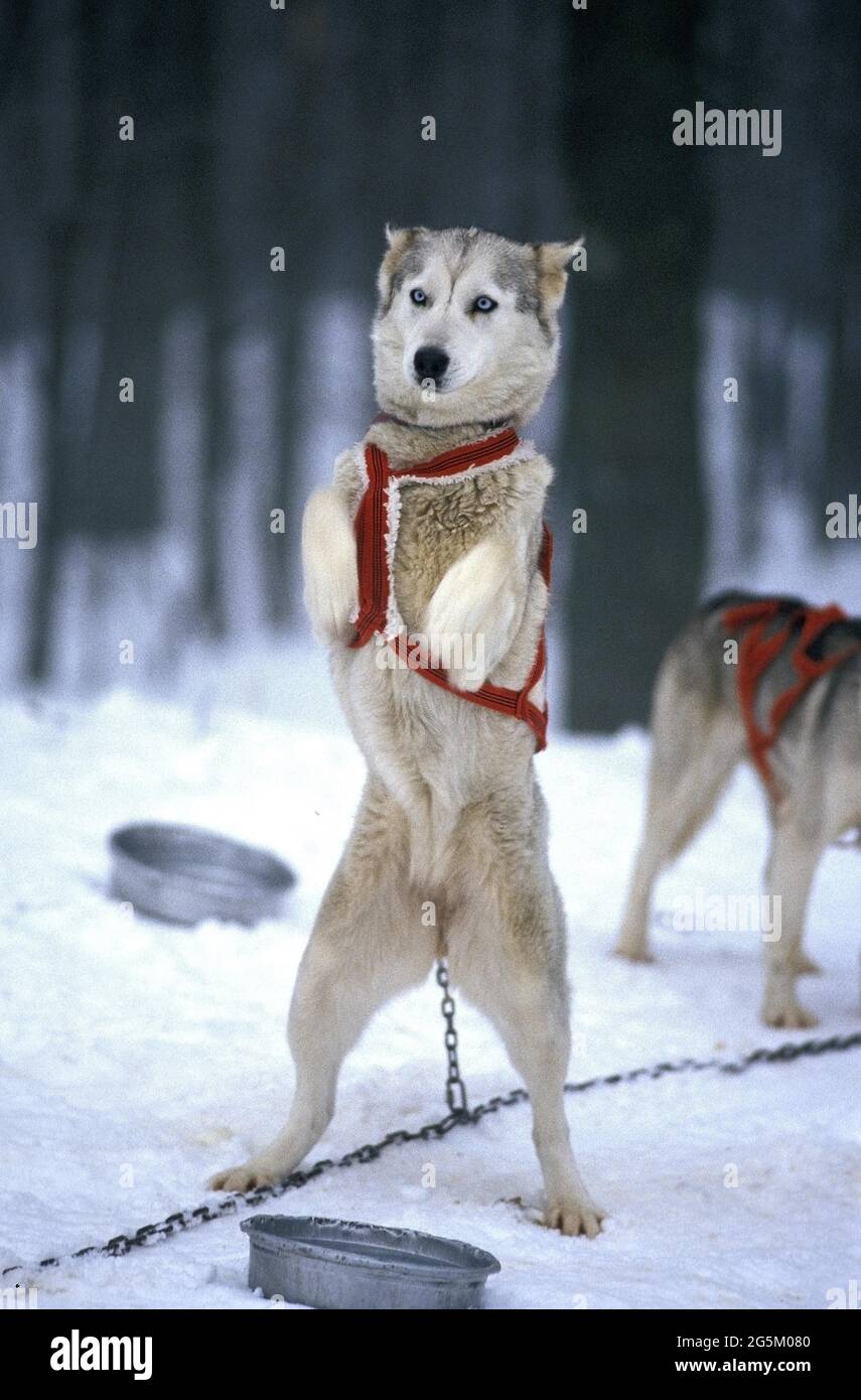 Siberian Husky, adult standing on hind legs, sled dog waiting for ...