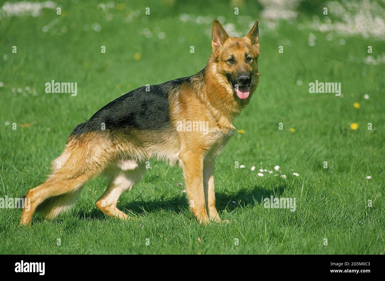 German shepherd dog, male standing on grass Stock Photo - Alamy